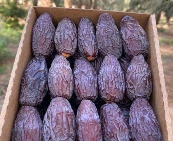 Qatar’s imports of Jordanian dates increase by 14.2% in H1 of 2024 ...