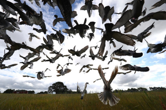 Thousands of pigeons vanish mid-race in ‘Bermuda Triangle-style mystery ...