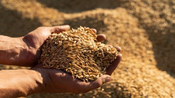 Ministry announces 120,000 tons of wheat tender | Business | Ammon News