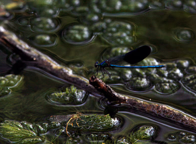 Study documents extinction threats to world's freshwater species ...