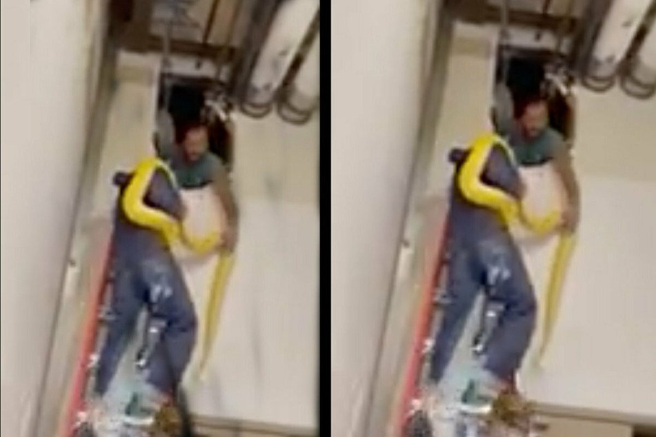 12-Foot Snake Escapes Zoo, Found In Shopping Mall After 2 Days ...