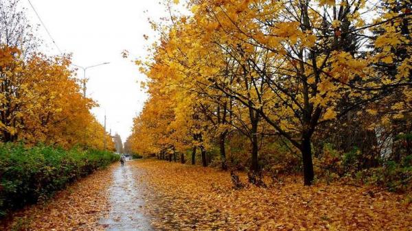 Mild autumn weather on Thursday | Jordan News | Ammon News