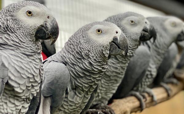 British zoo has new plan to rehabilitate its potty-mouthed parrots | Panorama | Ammon News