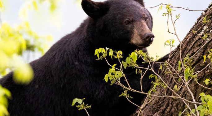 Hunter dead after bear shot in a tree falls on him while hunting ...