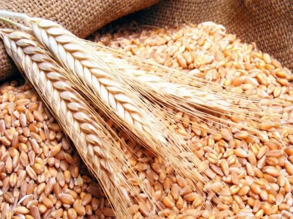 Ministry floats tenders for wheat, barley procurement | Business ...