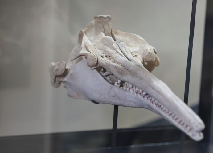 Fossil of 16-million-year-old river dolphin found in Peru | Panorama ...
