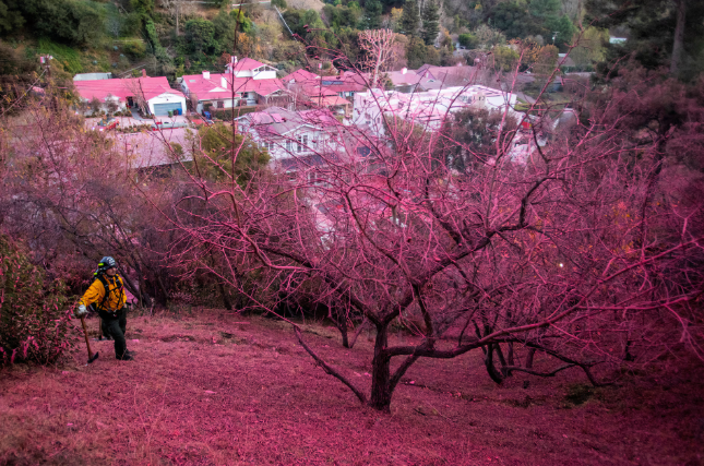 Why is Los Angeles turning pink after wildfires? | Panorama | Ammon News